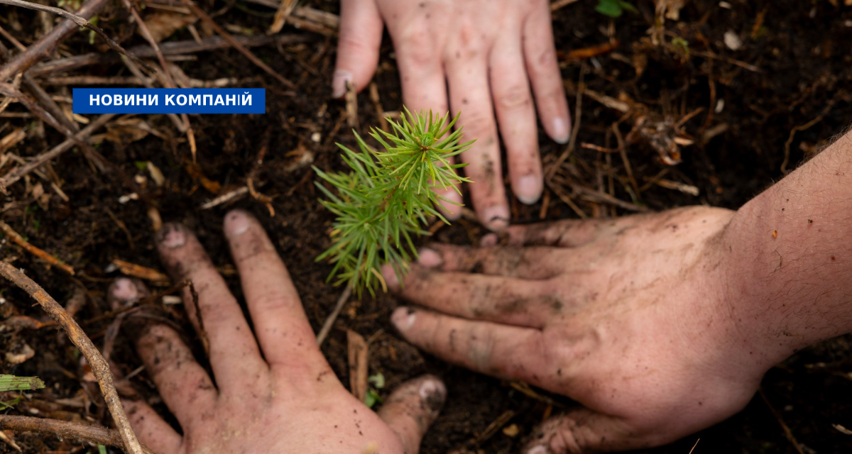 Відновлення лісів Карпат 2025 — Як GORO Mountain Resort допомагає лісництву на Львівщині / NV