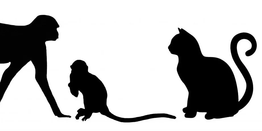 В Кении нашли обезьяну, которая меньше кошки / NV