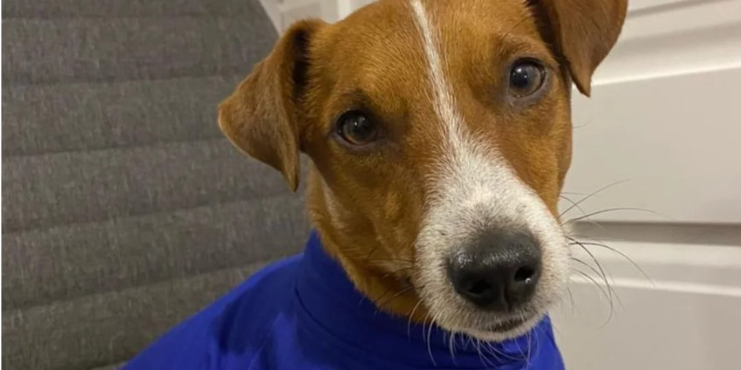 Sapper dog Patron gets a new job with animal protection organization ...