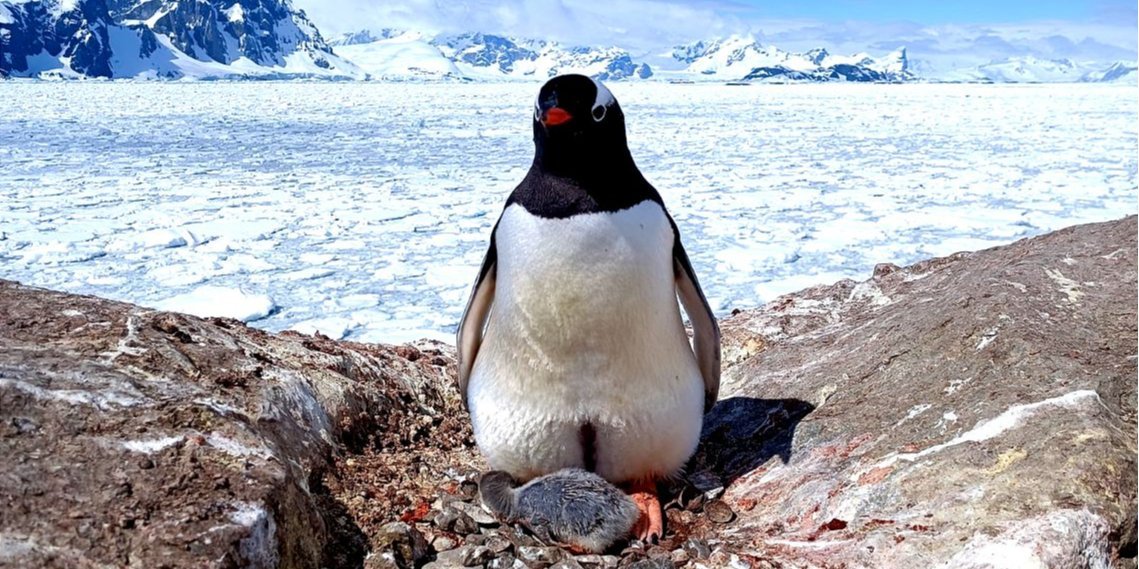 This season’s first penguin chick born near Ukrainian Antarctic Station ...