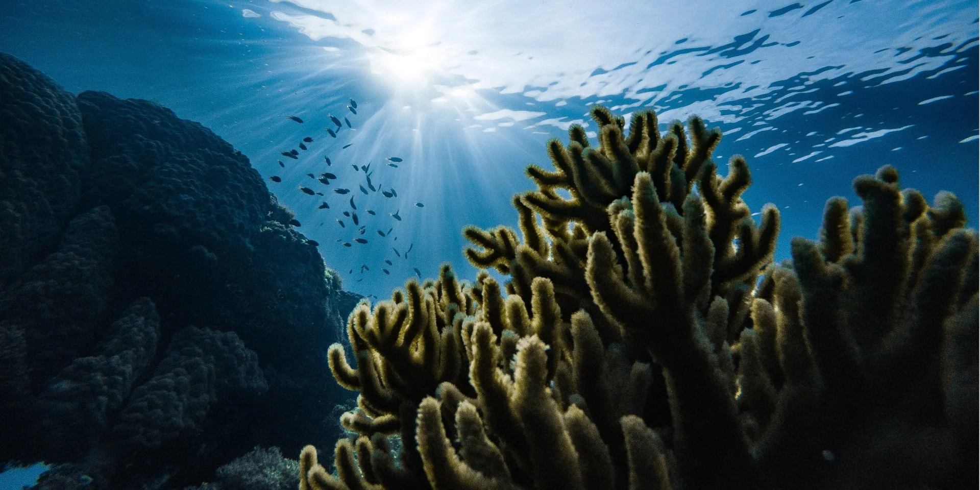 Поиск инопланетной жизни — новый вид бактерий Sulfurimonas pluma может ...