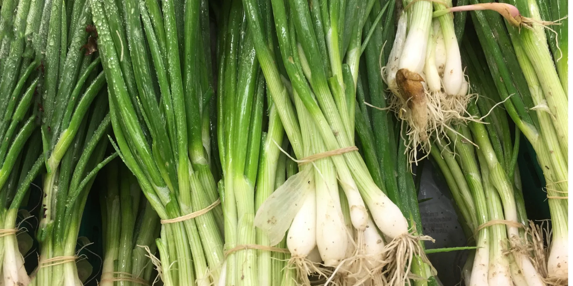 Коли садити цибулю у відкритий ґрунт навесні — терміни та рецепти добрив — сад та город Nv