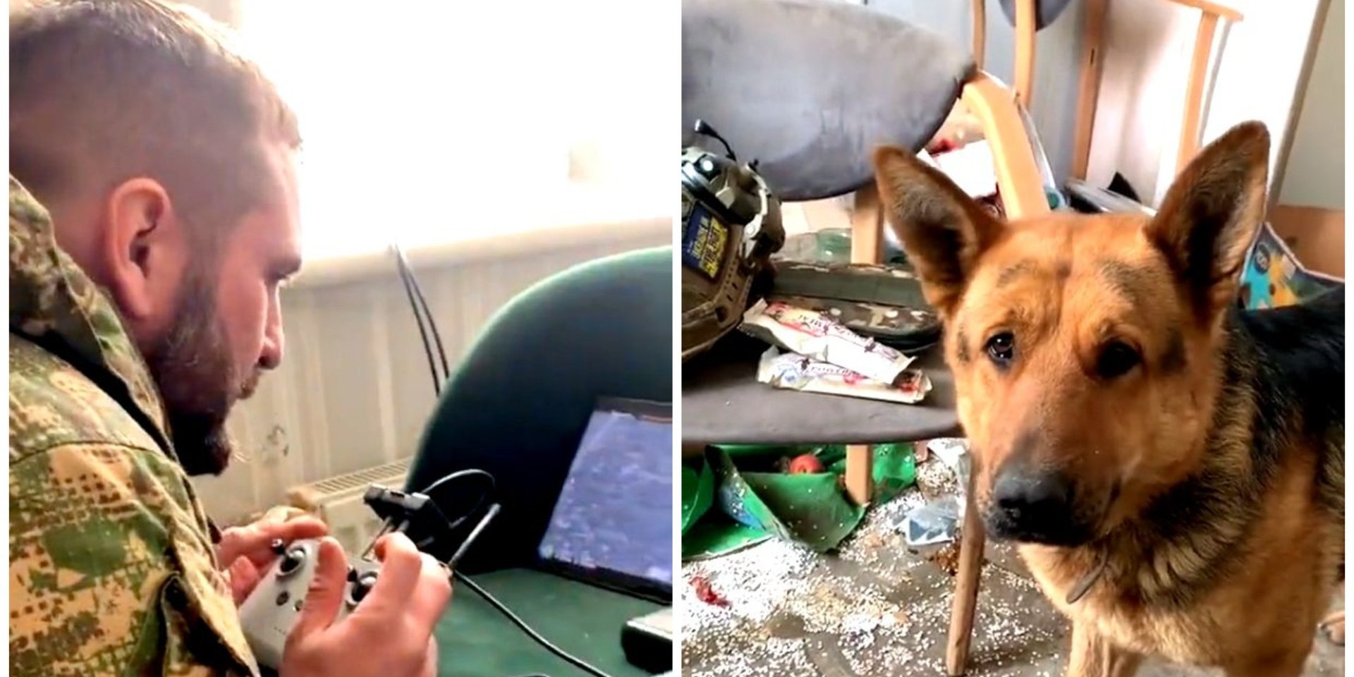 Dog wants soldiers to play ball instead of fighting in Battle of ...