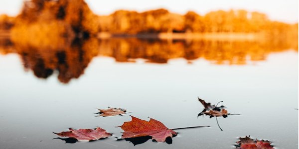 Октябрьская прохлада. Неделя начнется с комфортной температуры, а закончится заморозками ...