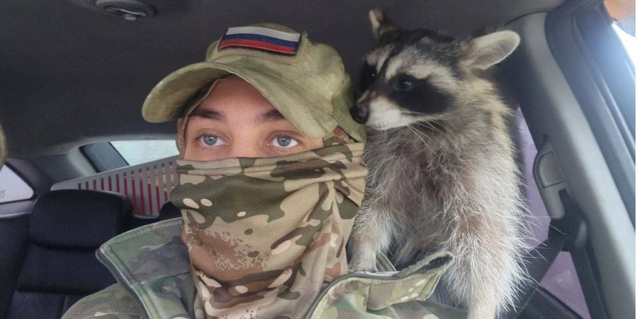 Russian who stole Kherson's iconic raccoon now has pet taken by his own ...