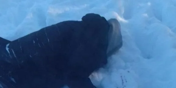 New Voice receives photos and videos from the site of Illia Kyva's ...