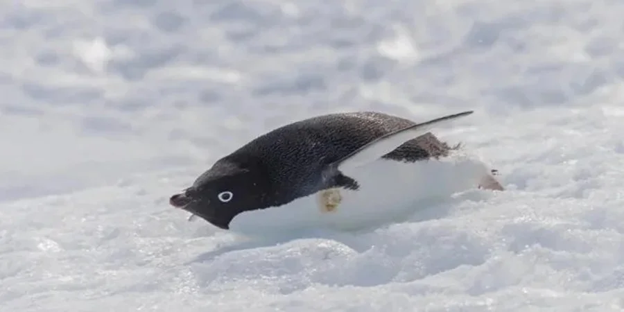 Ukrainian polar explorers show a video of a penguin slide on its tummy ...