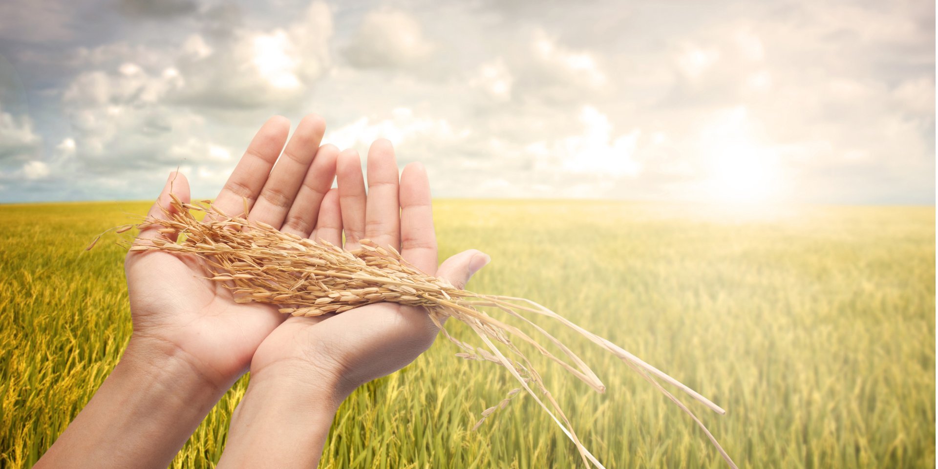 2024 гуманітарне розмінування ― план дій Міністерства економіки та аграріїв Nv