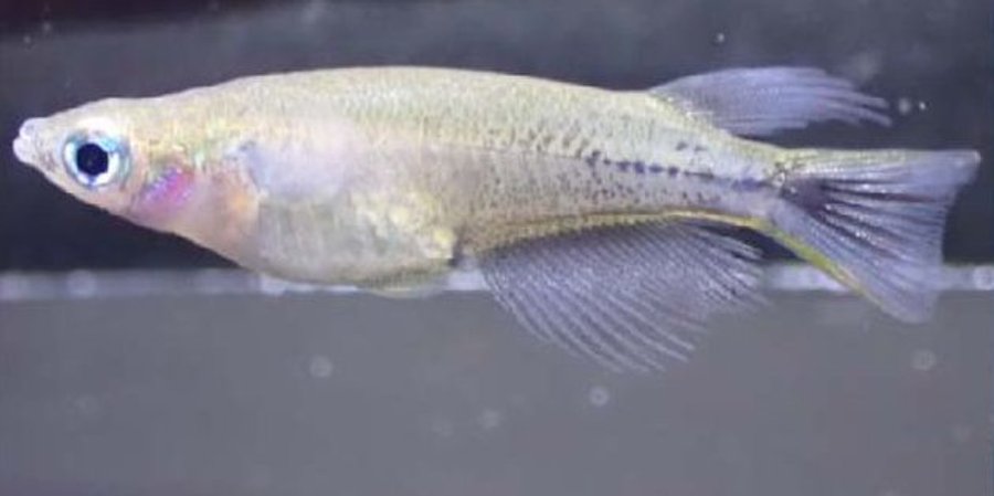 Рыбки Oryzias celebensis меняют цвет, чтобы показать свою агрессию / NV