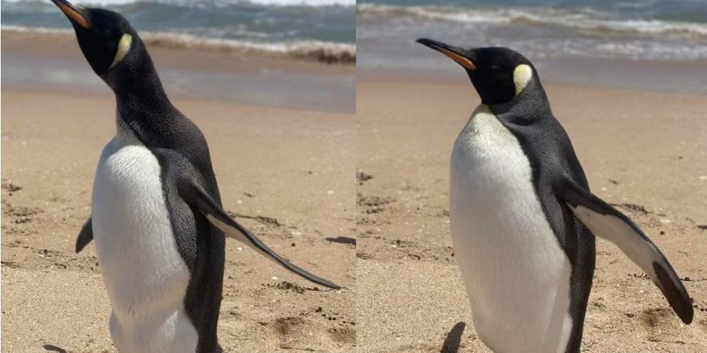 Антарктический пингвин приплыл в Австралию — фото / NV