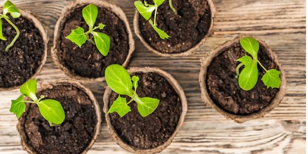 Насіння на розсаду Як розрахувати терміни посіву щоб надалі зібрати