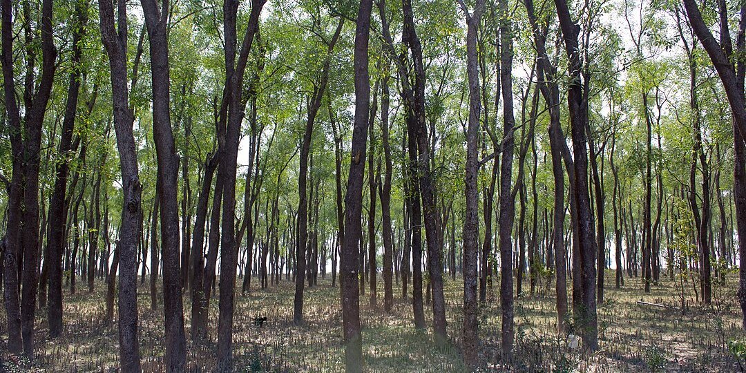 Знищення мангрових лісів збільшить викиди вуглецю в десятки тисяч разів — учені Nv