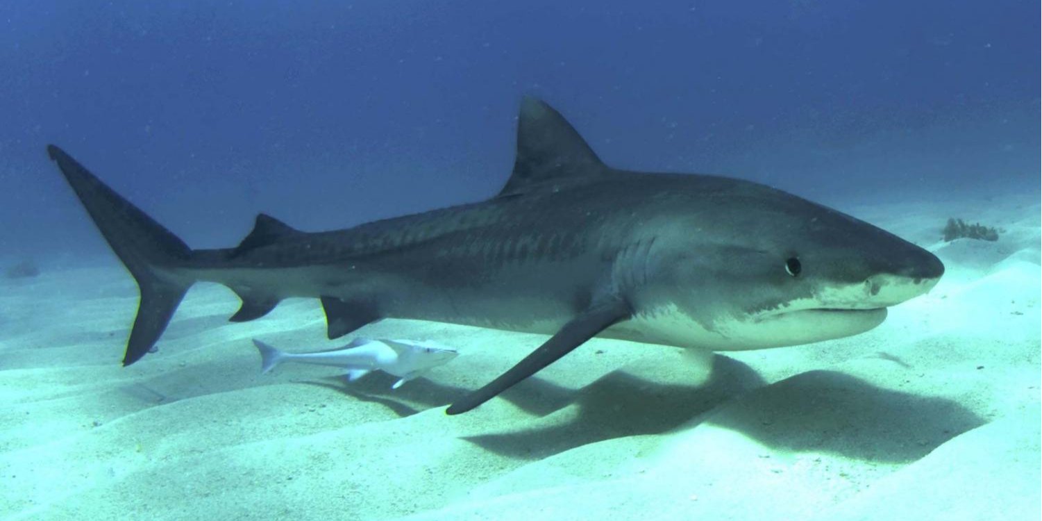 Останки древней морской коровы раскрыли загадки эволюции хищников / NV