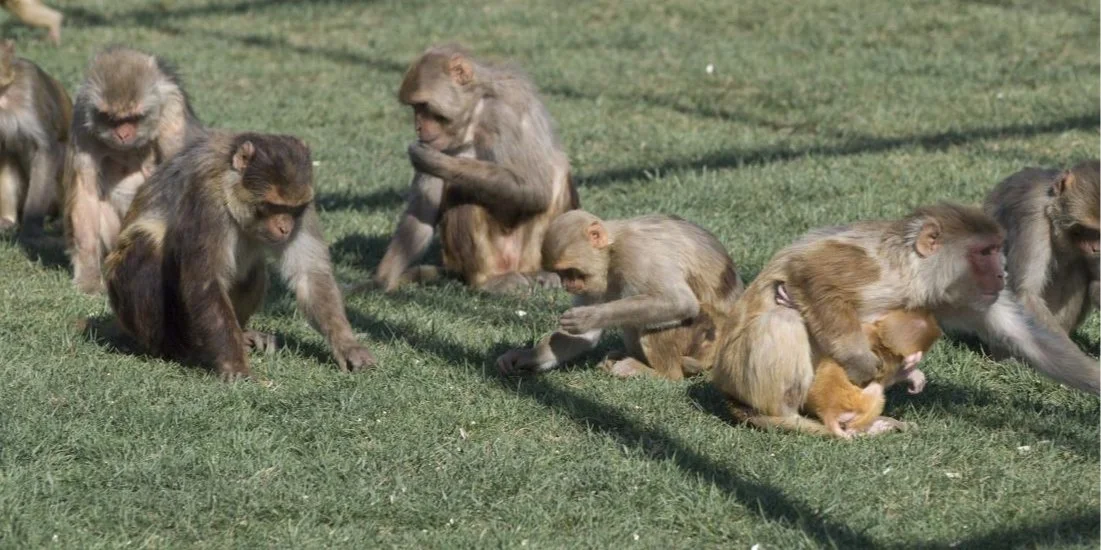 Alpha Genesis — З дослідницького центру в США втекли 40 мавп / NV