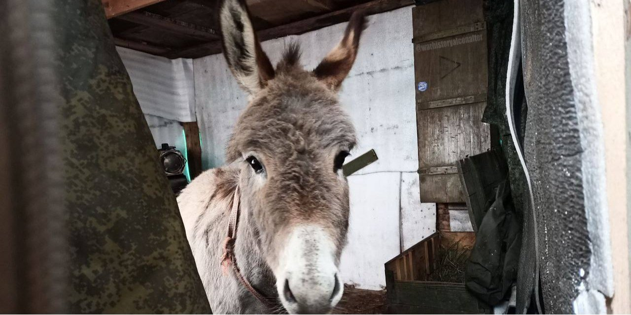 A donkey instead of a truck. Russian soldiers were given a donkey to ...