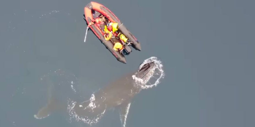 Whale meets Ukrainian polar explorers in Southern Ocean / The New Voice ...