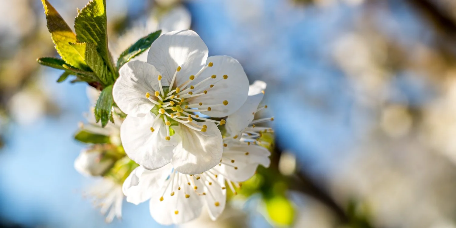 Церковний календар на березень 2025 року за новоюліанським стилем головні свята піст