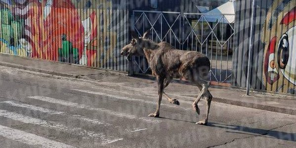 Moose spotted running between cars in Kyiv / The New Voice of Ukraine