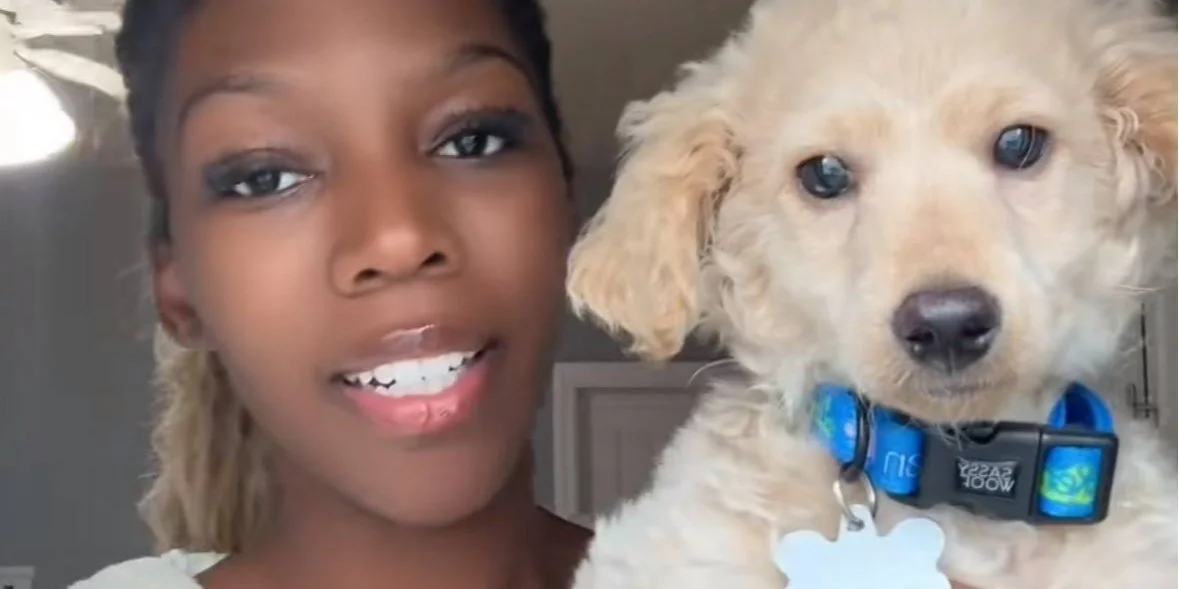 Американка виявила, що її цуценя, який мав бути мініпуделем, виявився ...