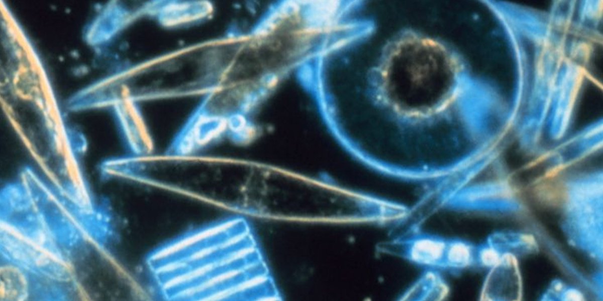 Таємниче світіння в океані виявилось мільярдами мікроскопічних істот / NV