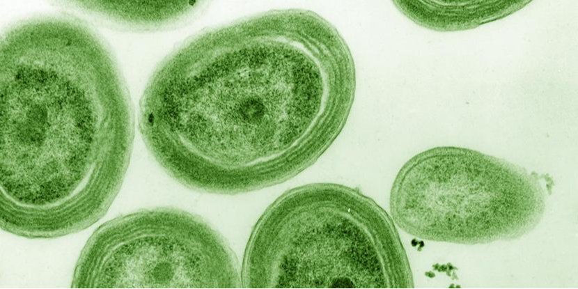 Prochlorococcus і нагрів океанів — Нове дослідження показало ризики для ...