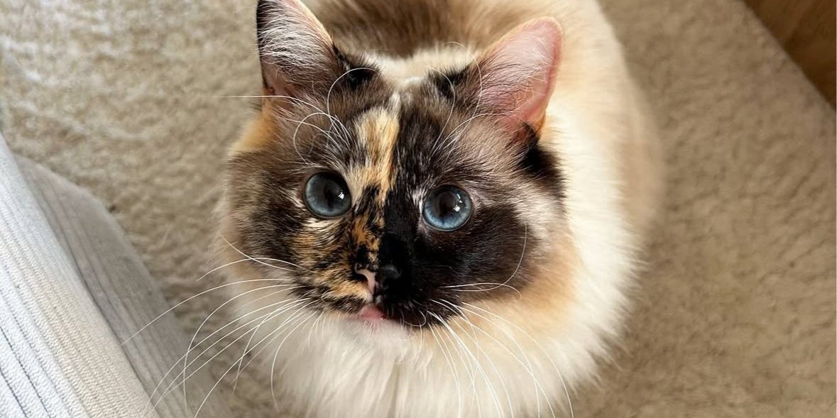 Кот с уникальной мордочкой покорил соцсети — видео набирают миллионы ...