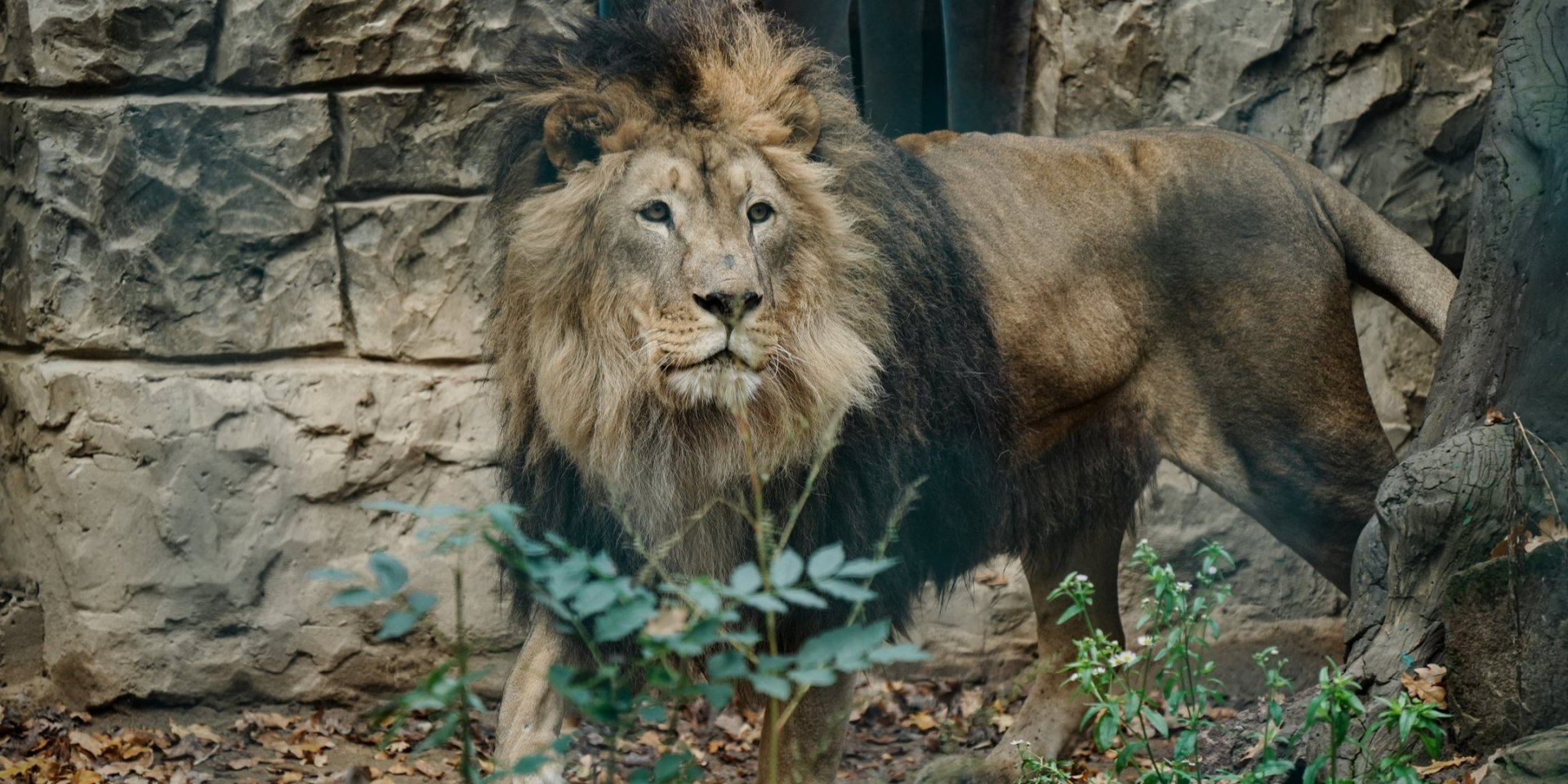 Russian strike hits Feldman Ecopark near Kharkiv, animals killed / The ...