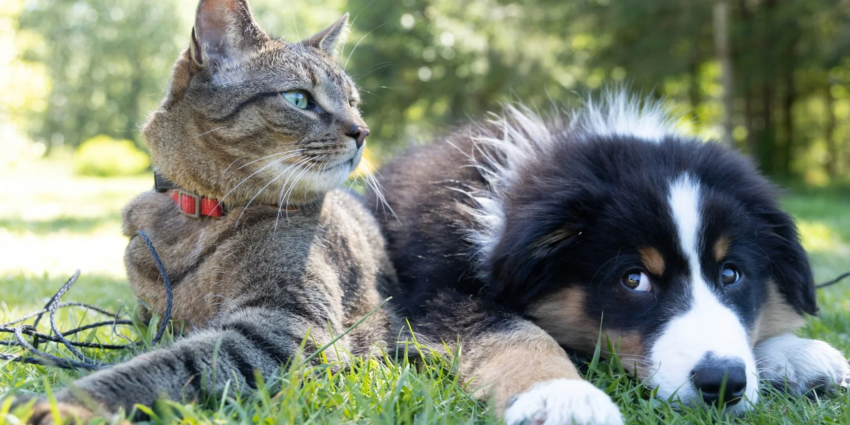 Ukraine parliament backs animal welfare bill aligned with European ...