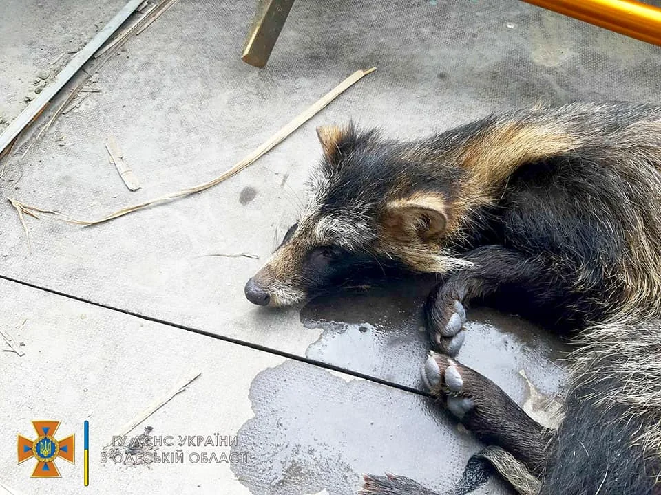 Raccoon dog rescued from fence in Odesa oblast and taken to zoo ...