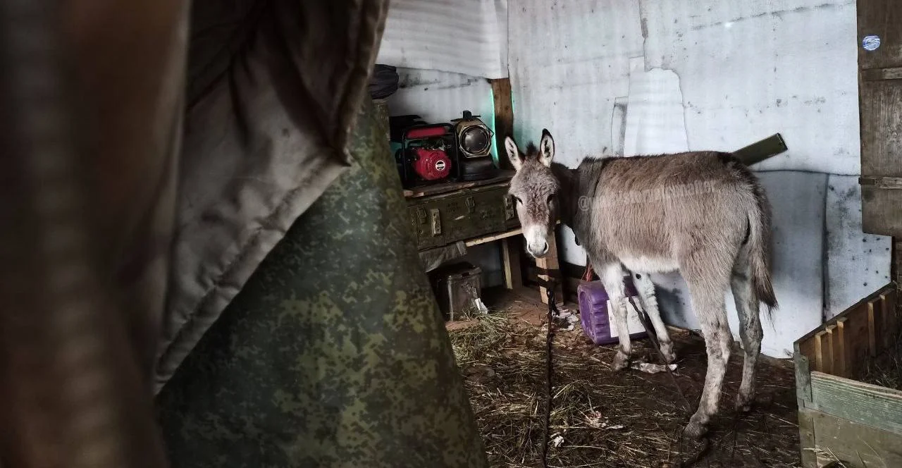 A donkey instead of a truck. Russian soldiers were given a donkey to ...
