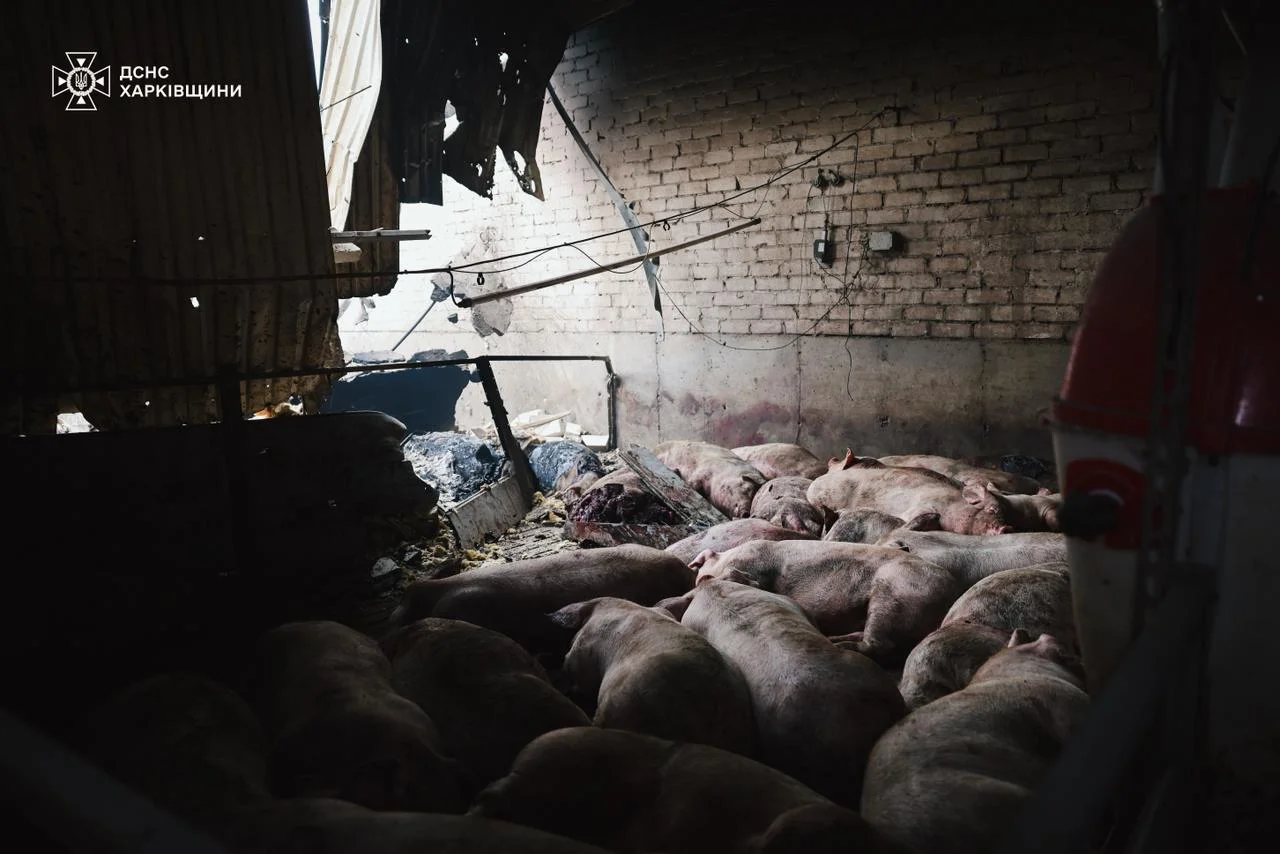 Moscow hits Kharkiv farms: 13,000 pigs killed in calculated drone ...