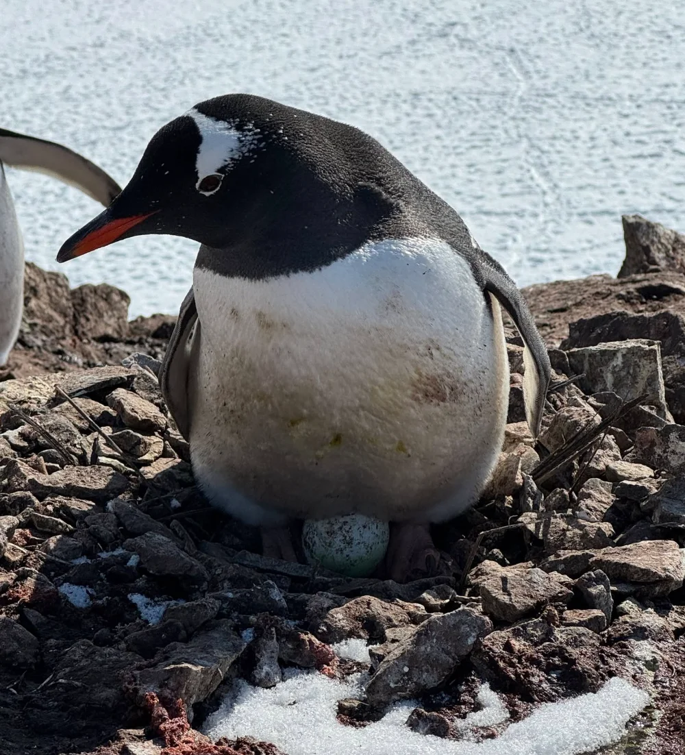 Vernadsky station captures tender resilience of nesting penguins / The ...