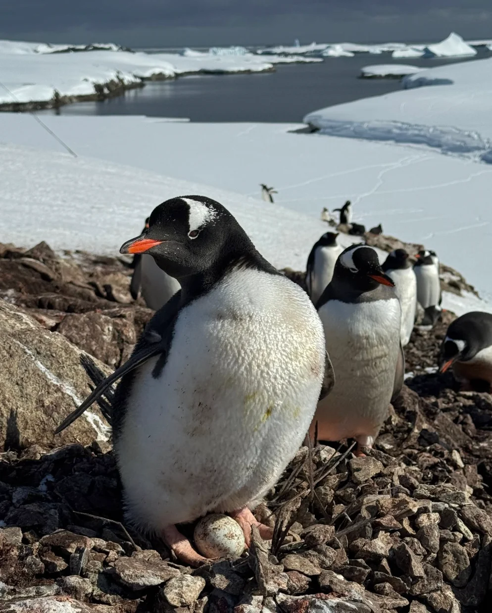 Vernadsky station captures tender resilience of nesting penguins / The ...
