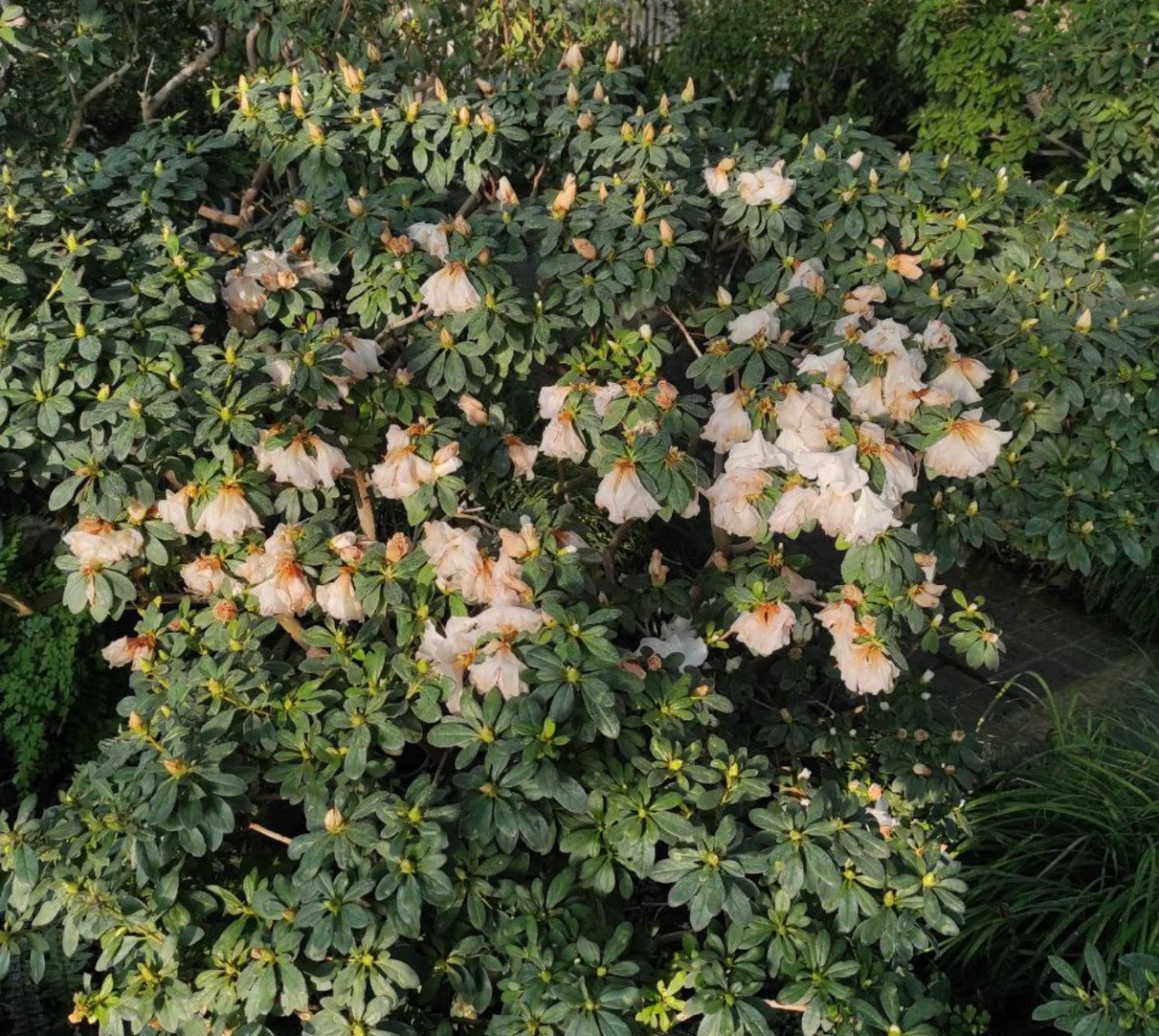 Cold and Russian strikes threaten rare plants at Kyiv’s national ...