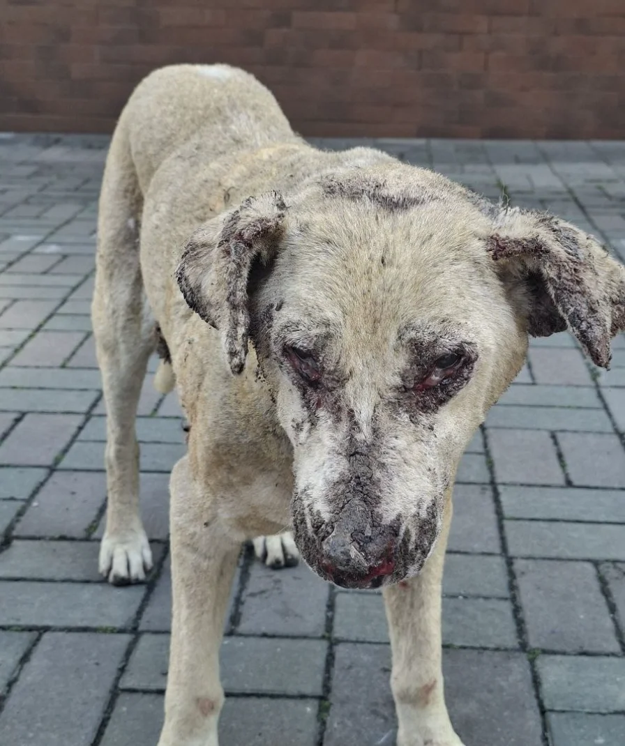 Injured dog rescued after Russian attack on Ivano-Frankivsk / The New ...